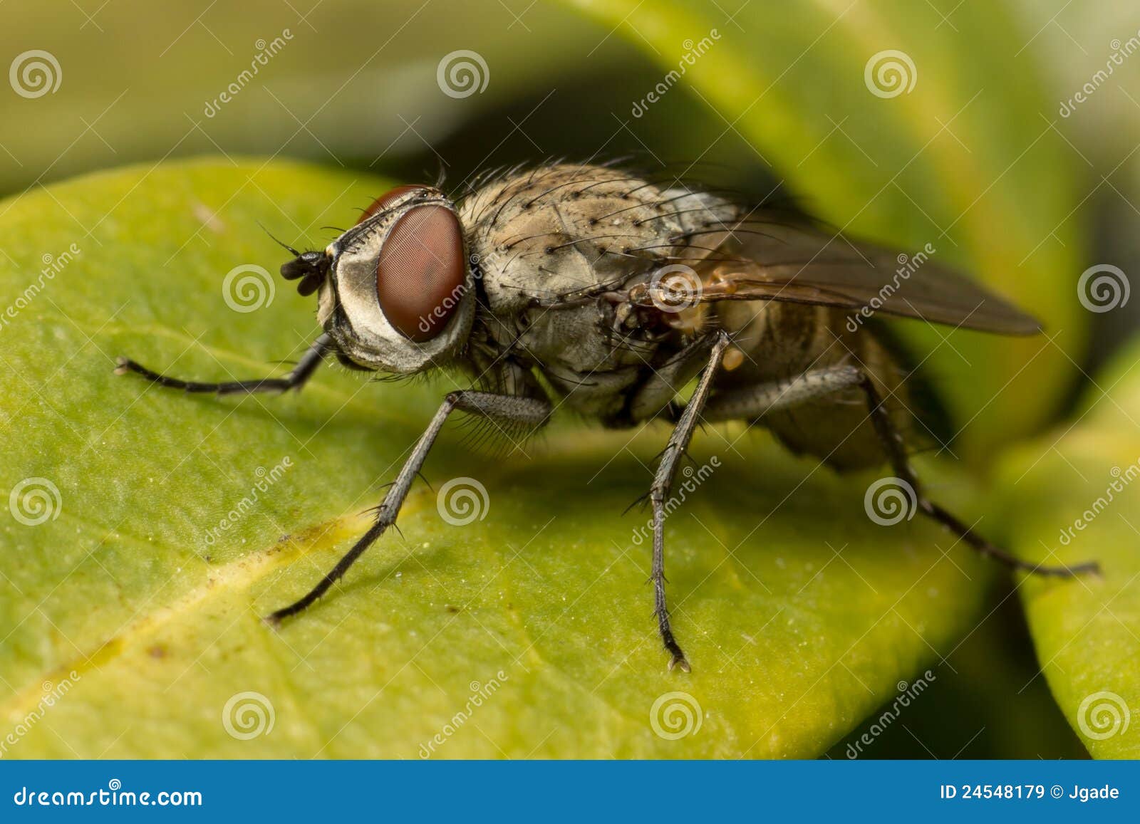 Fly Macro stock image. Image of unhygienic, wildlife - 24548179