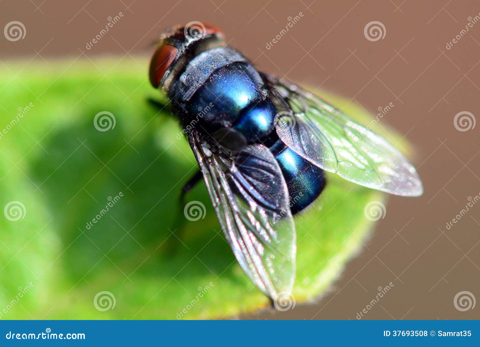 Fly Macro stock photo. Image of wildlife, life, leaf - 37693508