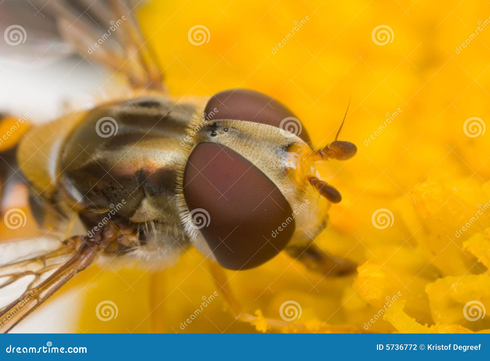 Fly macro stock photo. Image of flier, plants, flora, insect - 5736772