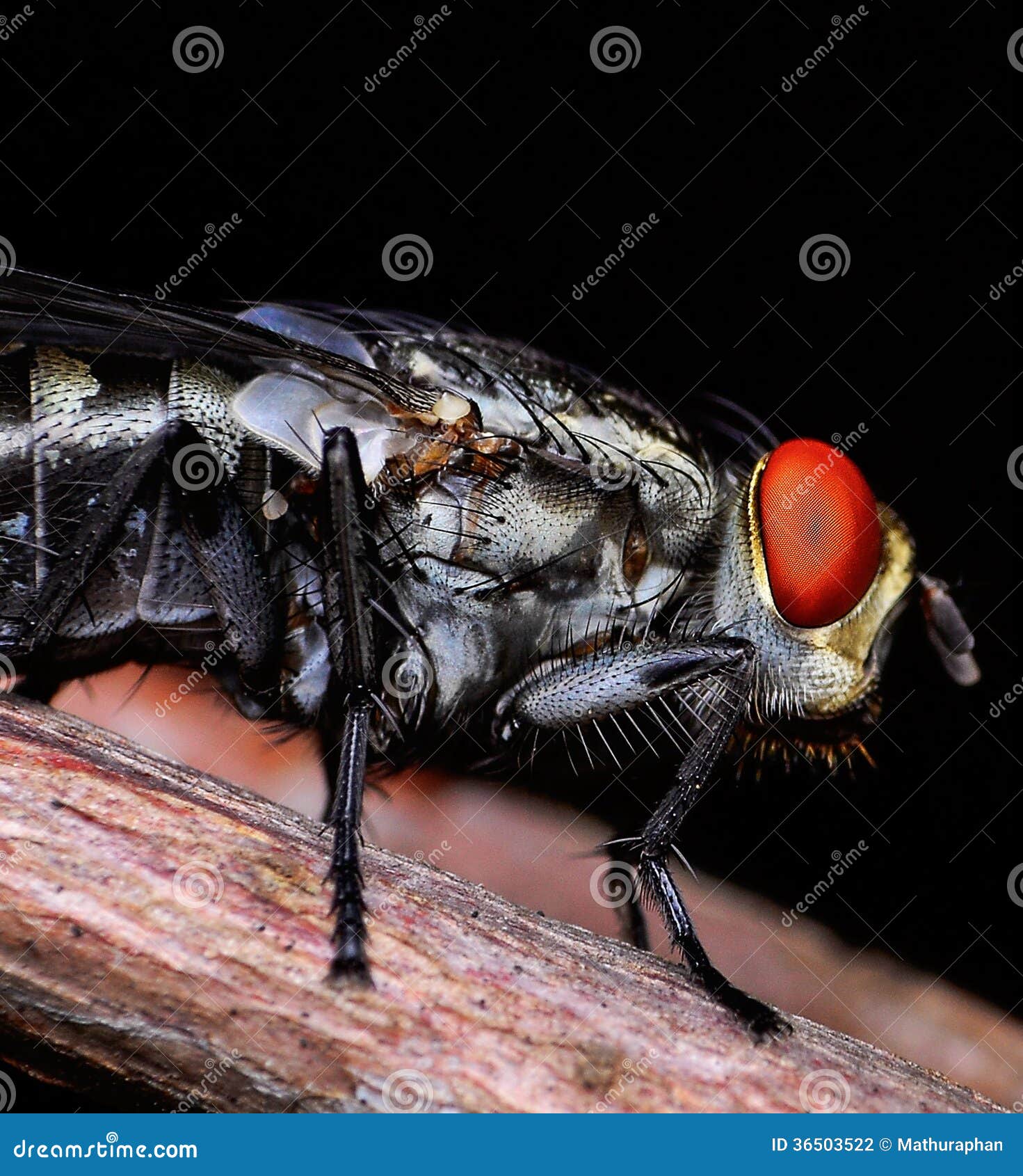 Fly Macro Closed up stock photo. Image of small, insect - 36503522