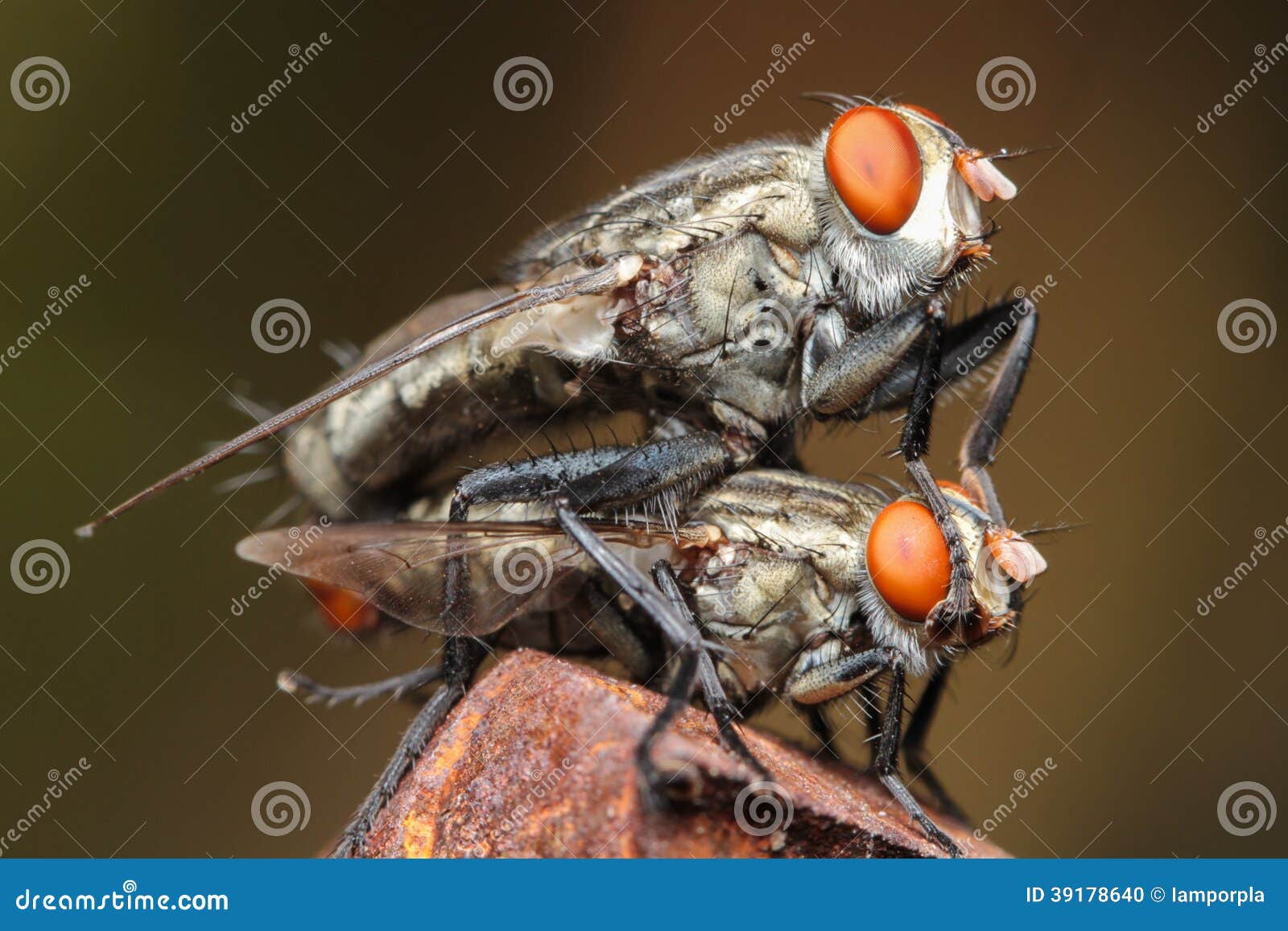 Fly macro stock photo. Image of domestic, illness, flying - 39178640