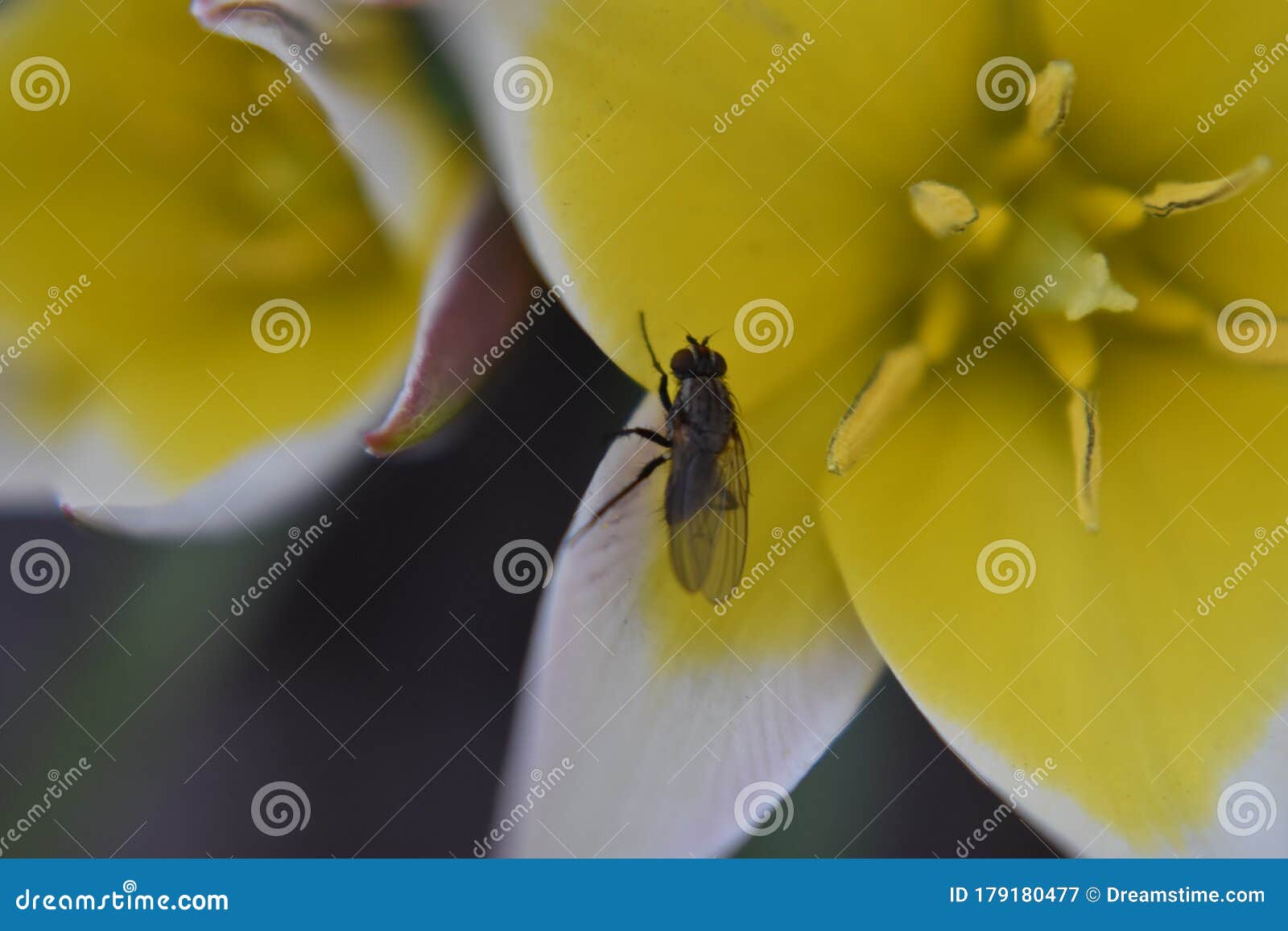 The fly stock image. Image of prevention, yellow, background - 179180477