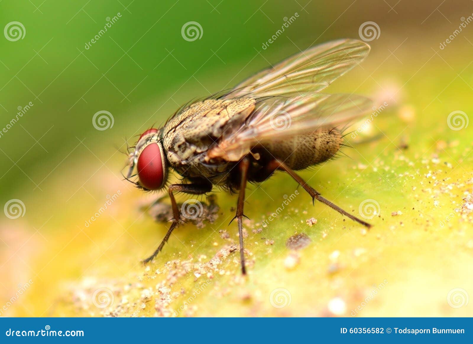 Fly Macro Focus with Soft Background Stock Photo - Image of ...