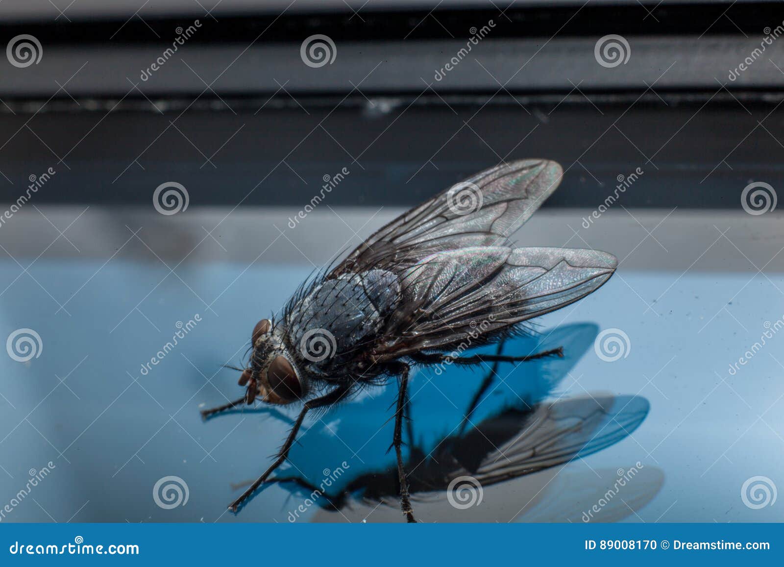 Fly stock photo. Image of macro, wing, insect, zoomed - 89008170