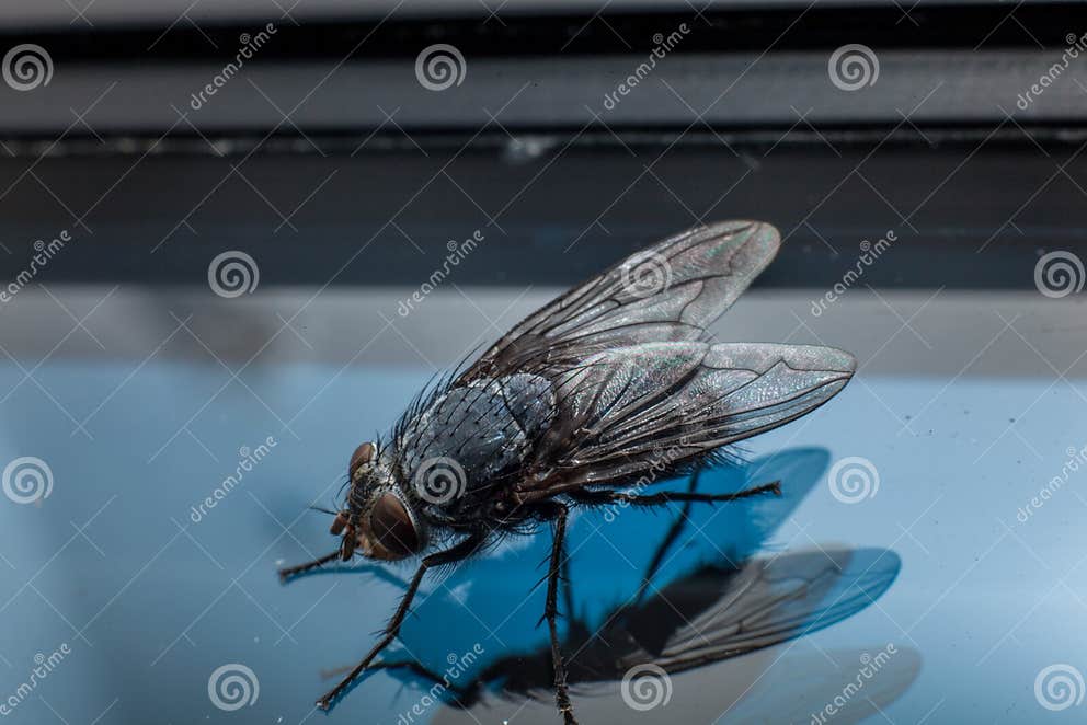 Fly stock photo. Image of macro, wing, insect, zoomed - 89008170