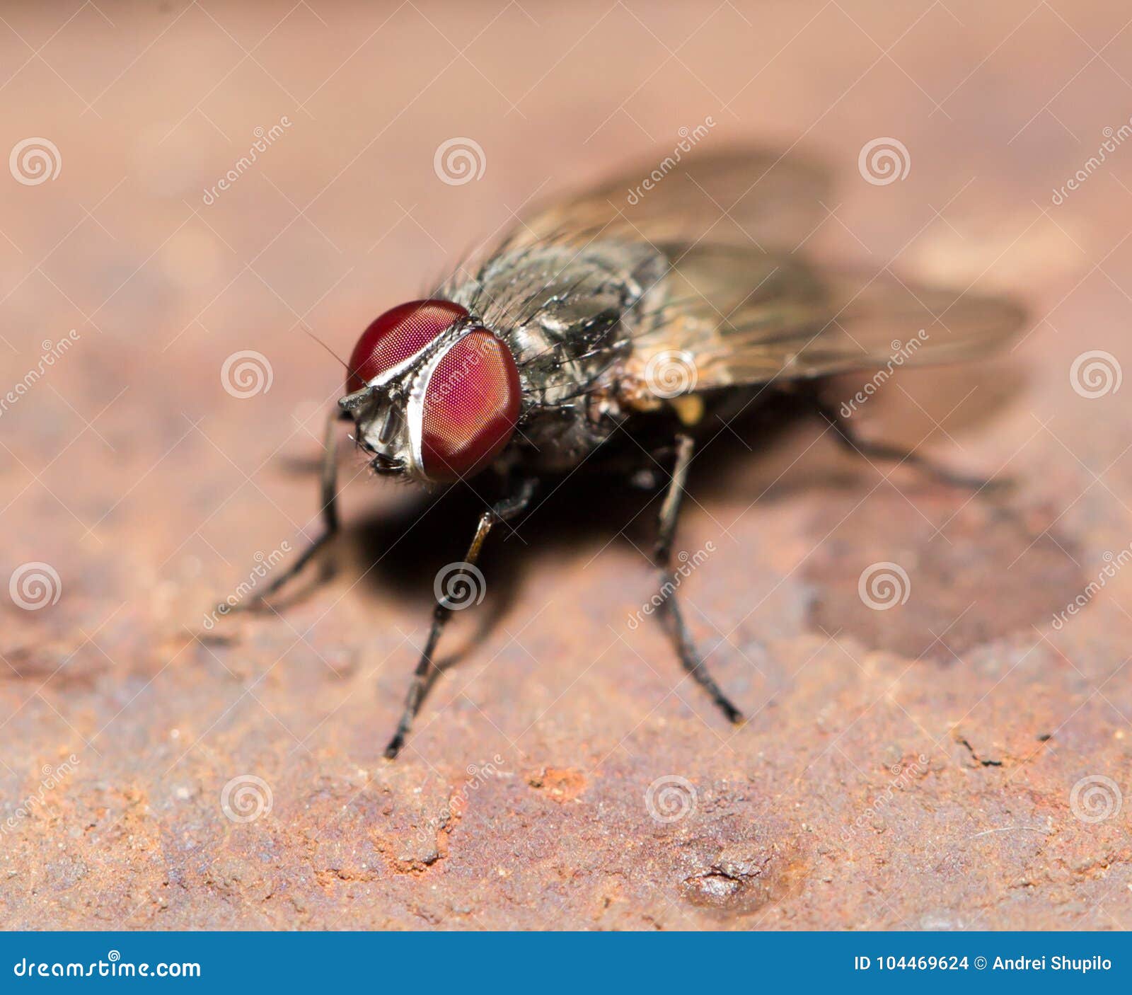 Fly. macro stock photo. Image of arthropod, germs, pest - 104469624