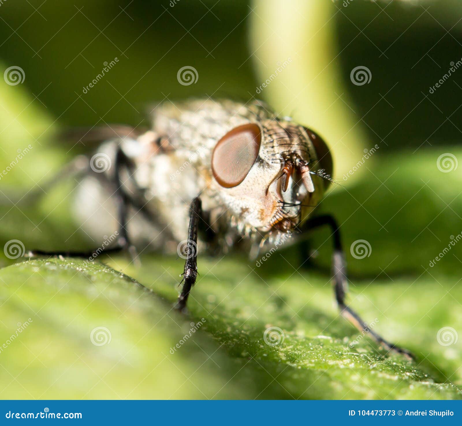 Fly. macro stock image. Image of irritate, lonely, diptera - 104473773