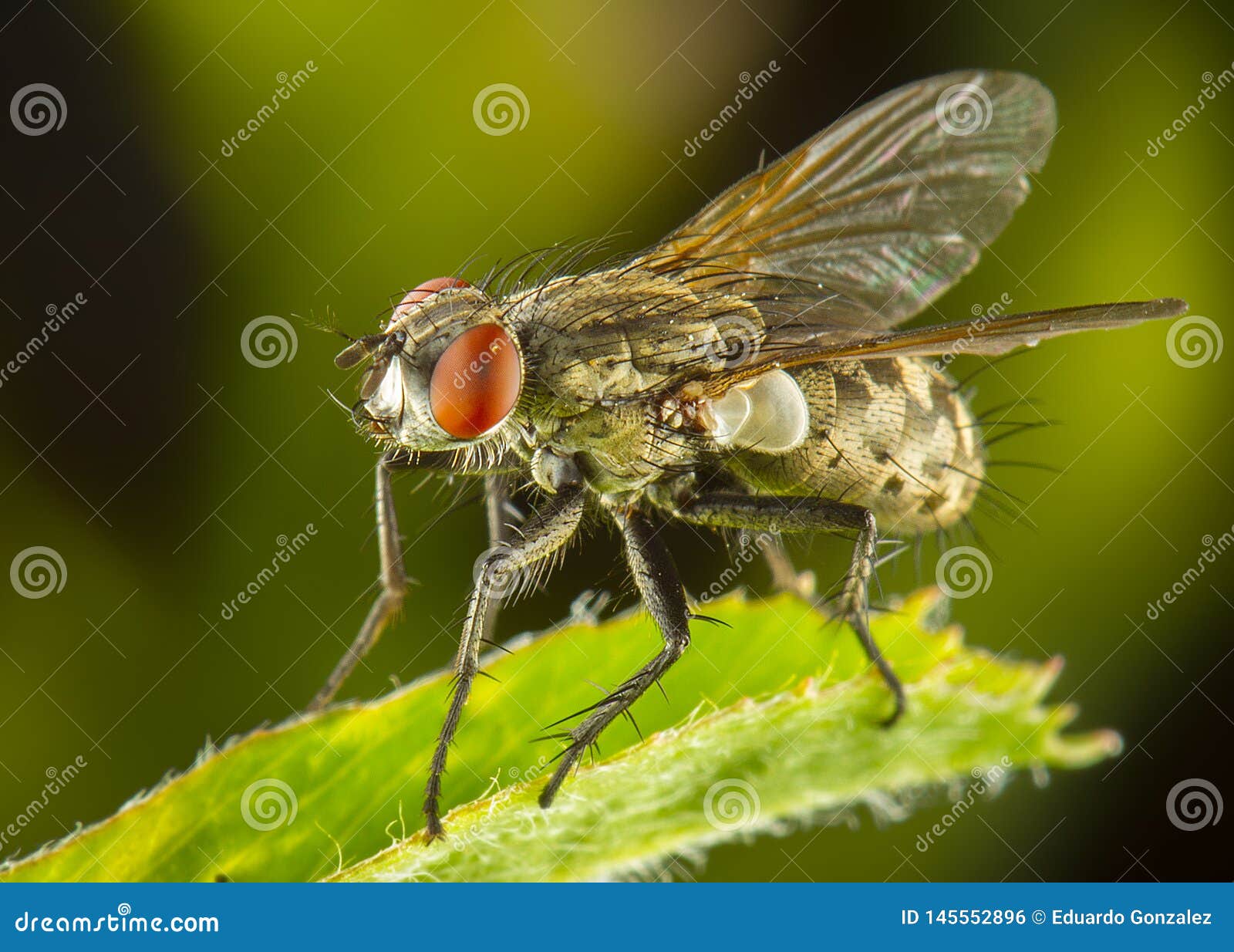 Fly Macro Phography Posing and Showing Her Wings Stock Photo - Image of ...