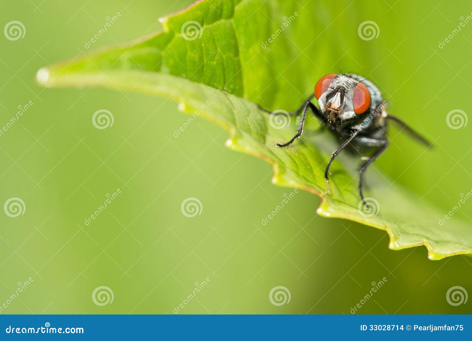 Fly macro stock photo. Image of detail, wings, close - 33028714