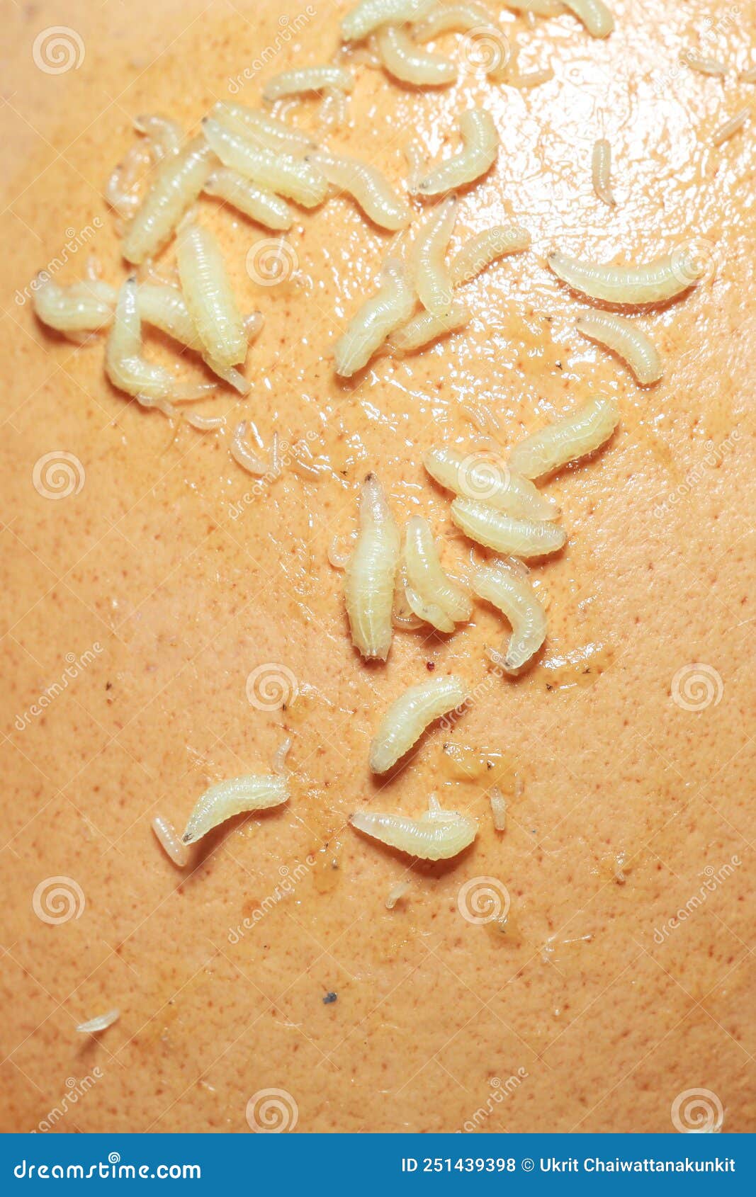 Rotten Chicken Stock Photography | CartoonDealer.com #37060820