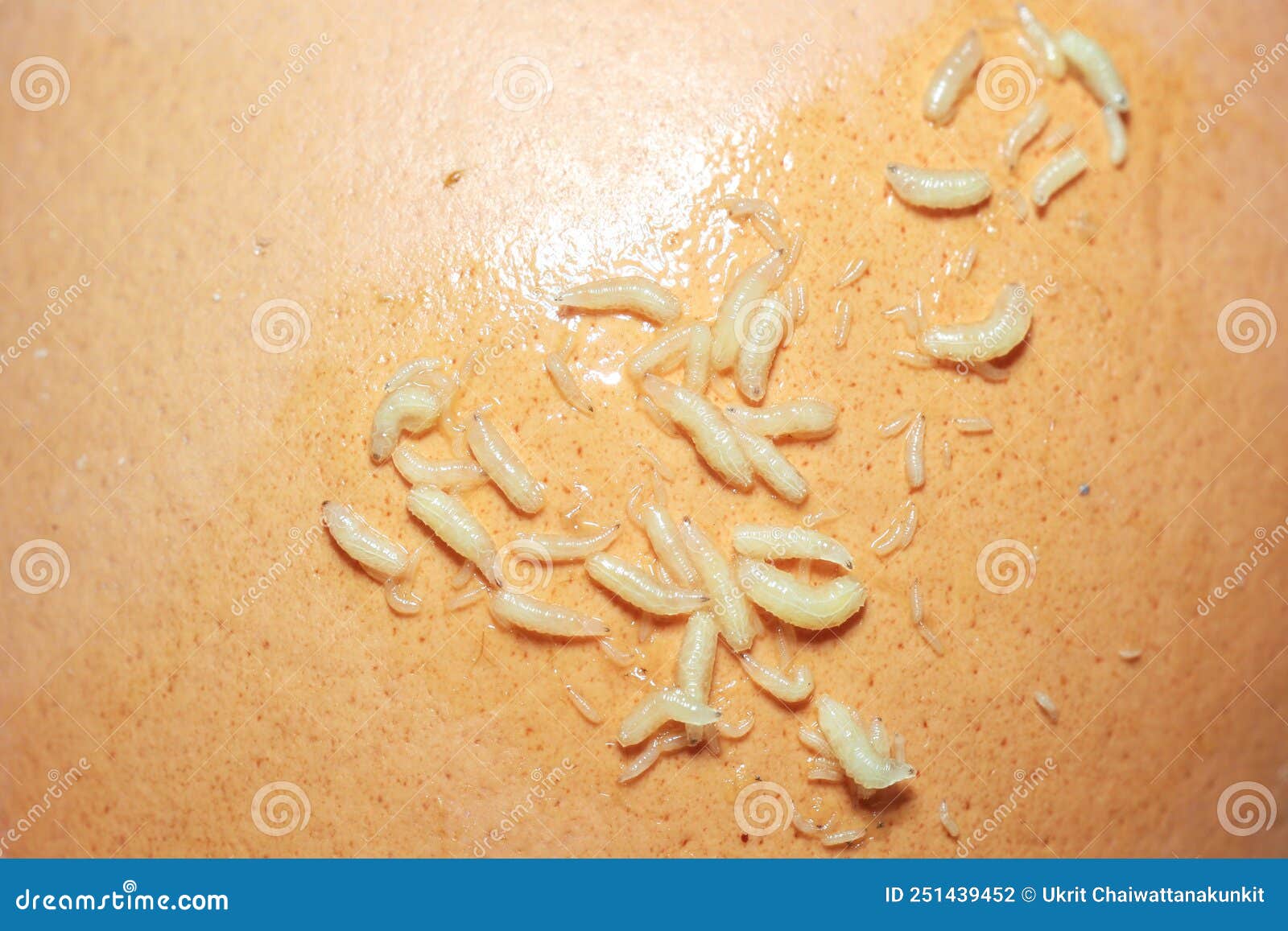 Rotten Chicken Stock Photography | CartoonDealer.com #37060820