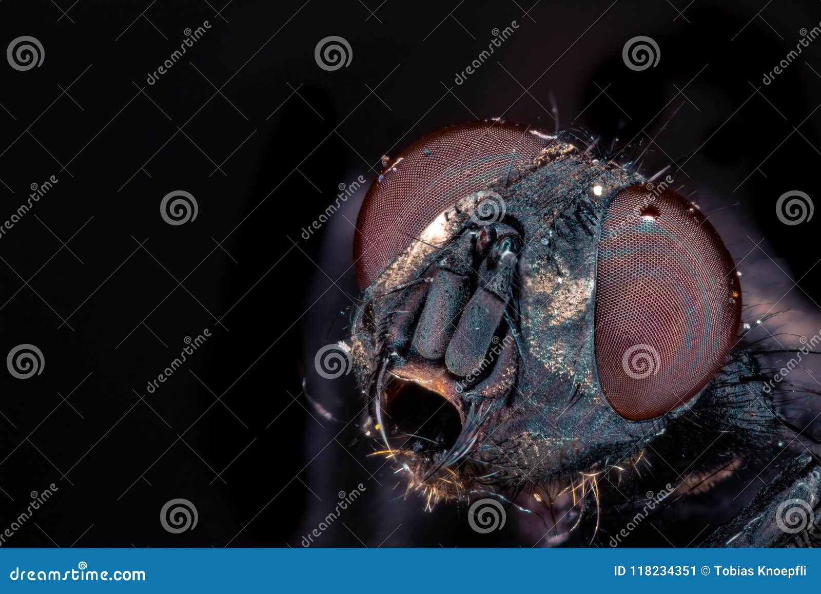 Fly 5x Magnification stock image. Image of magnification - 118234351