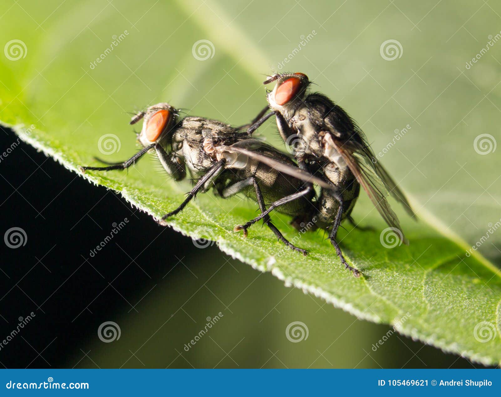 Fly make love. close stock image. Image of contact, delectation - 105469621