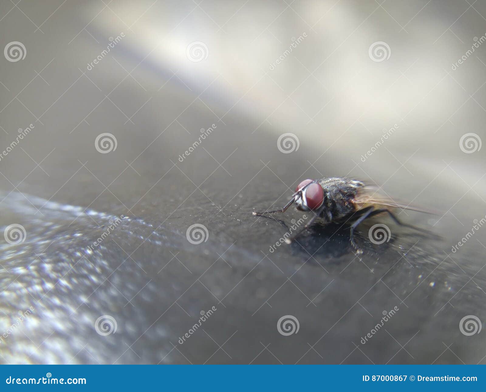 FLY stock image. Image of creature, akshar, makkhi, indian - 87000867