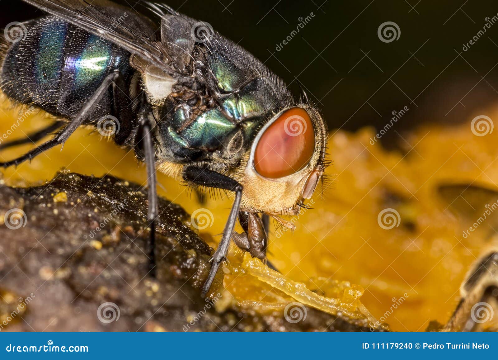 Fly on Mango Fruit - Macro Photo of Fly on Mango Stock Photo - Image of ...
