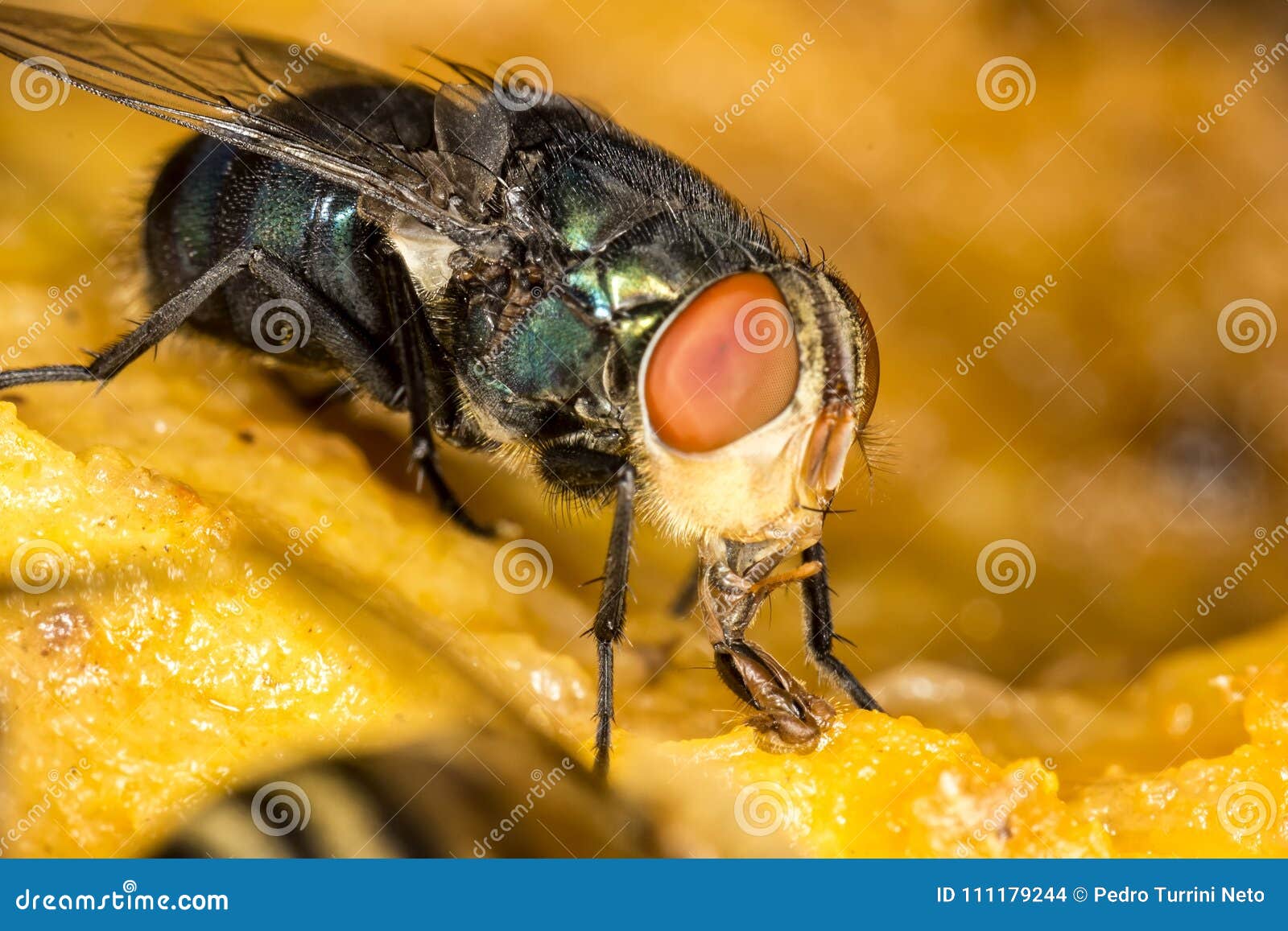 Fly on Mango Fruit - Macro Photo of Fly on Mango Stock Photo - Image of ...