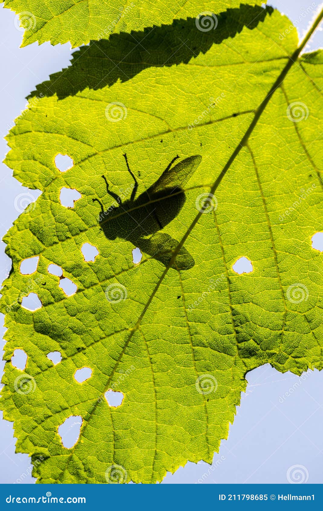 Fly stock image. Image of portrait, nature, insect, house - 211798685