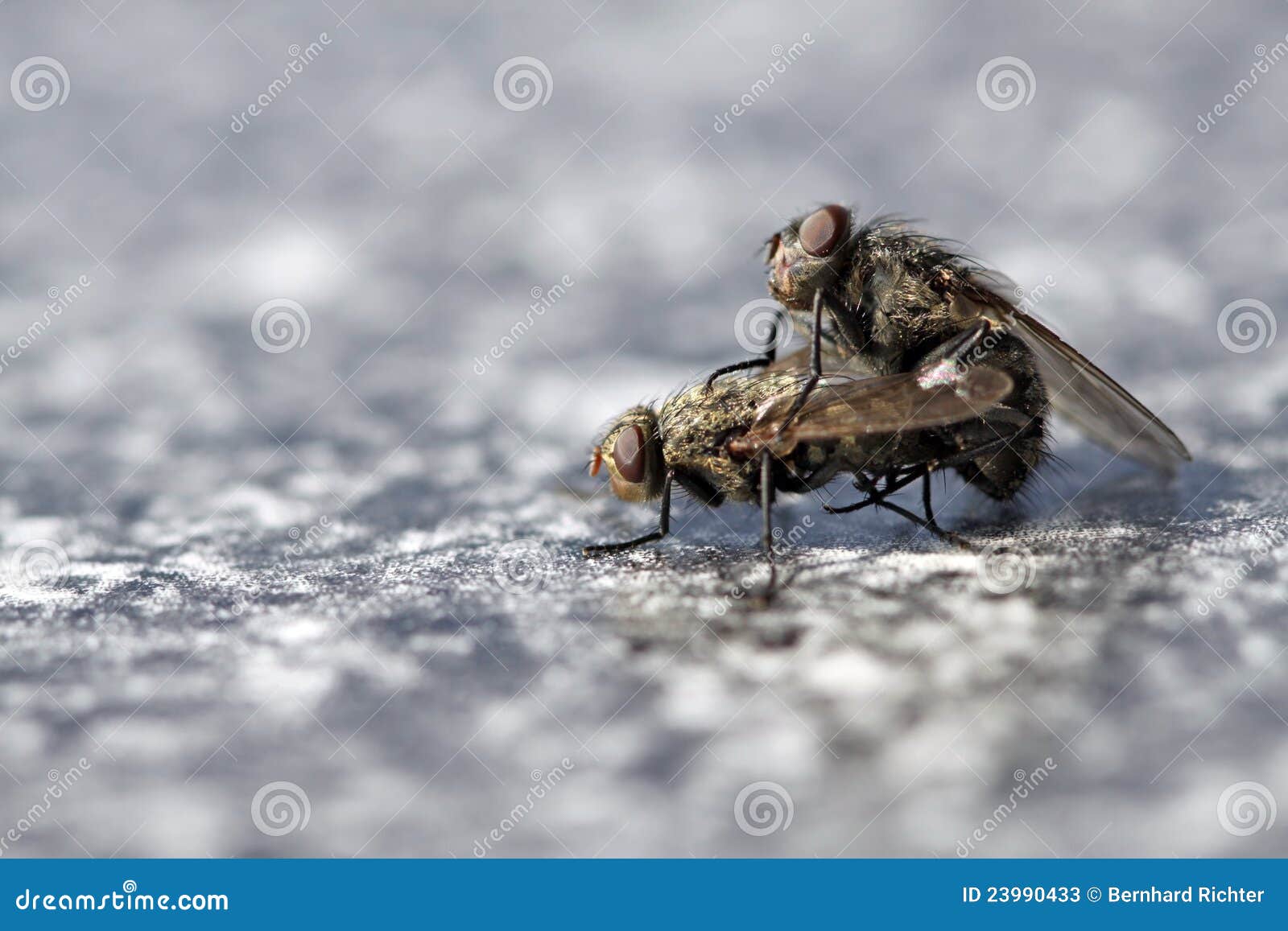 Fly Mating stock image. Image of wing, flies, macro, wilderness - 23990433
