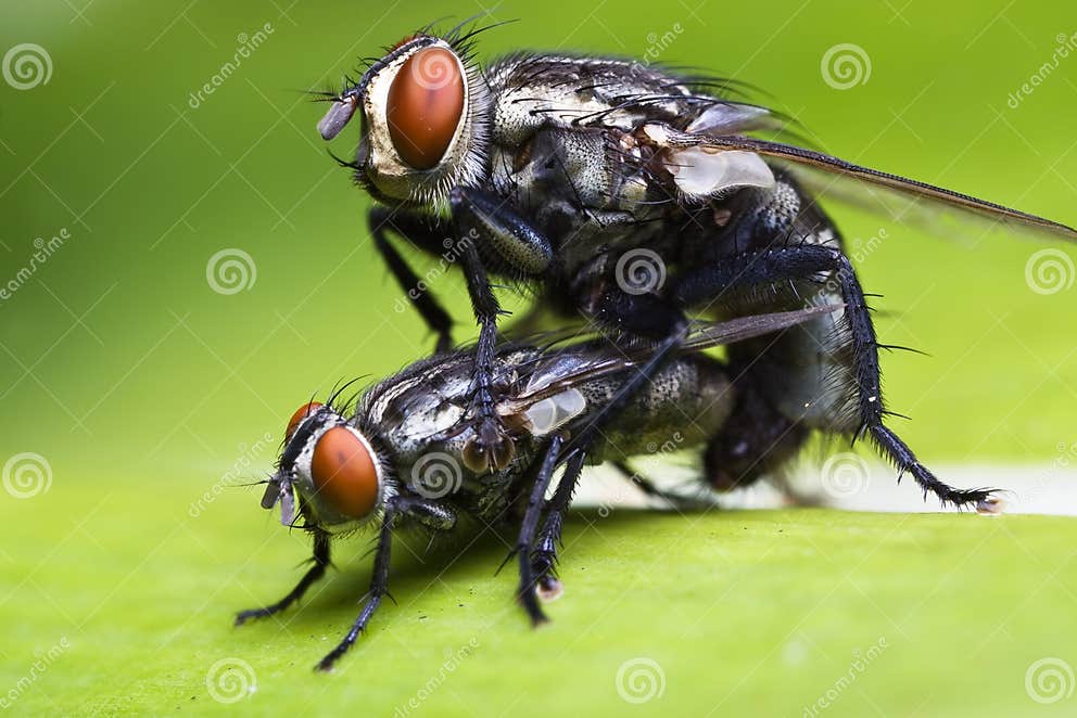 Fly mating stock image. Image of maroon, wing, fauna, foliage - 7865515