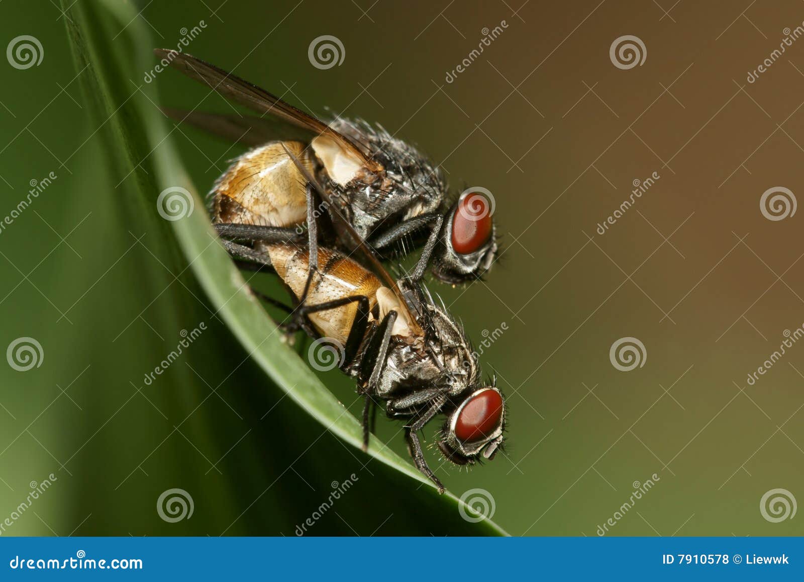 Fly mating macro stock photo. Image of antenna, macro - 7910578