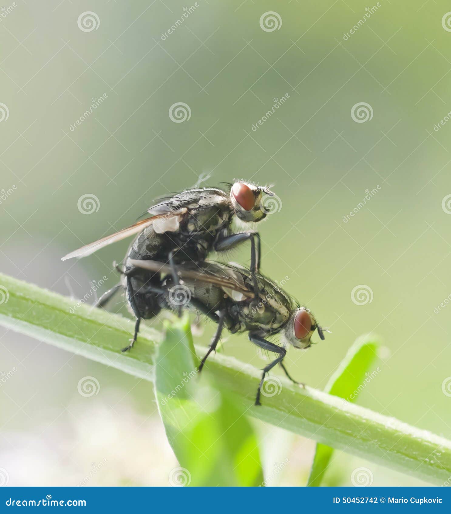 Fly mating stock photo. Image of animal, nature, branch - 50452742