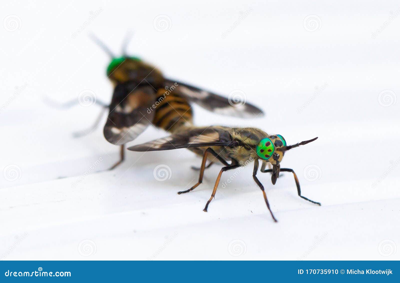 Fly Mating on White Background Stock Photo - Image of diptera, insect ...