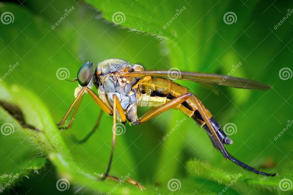 Fly on the meadow stock image. Image of wings, insect - 23505901