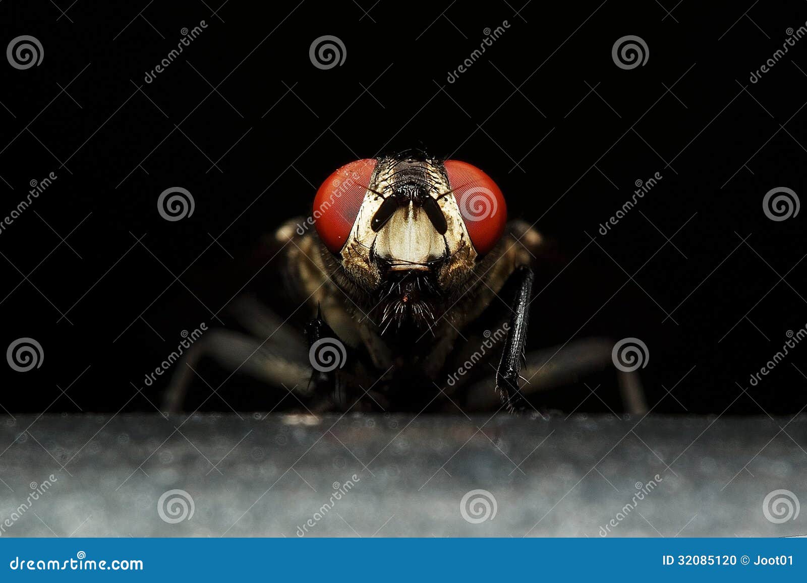 Fly stock photo. Image of lacopy, plate, makrasup3, closer - 32085120
