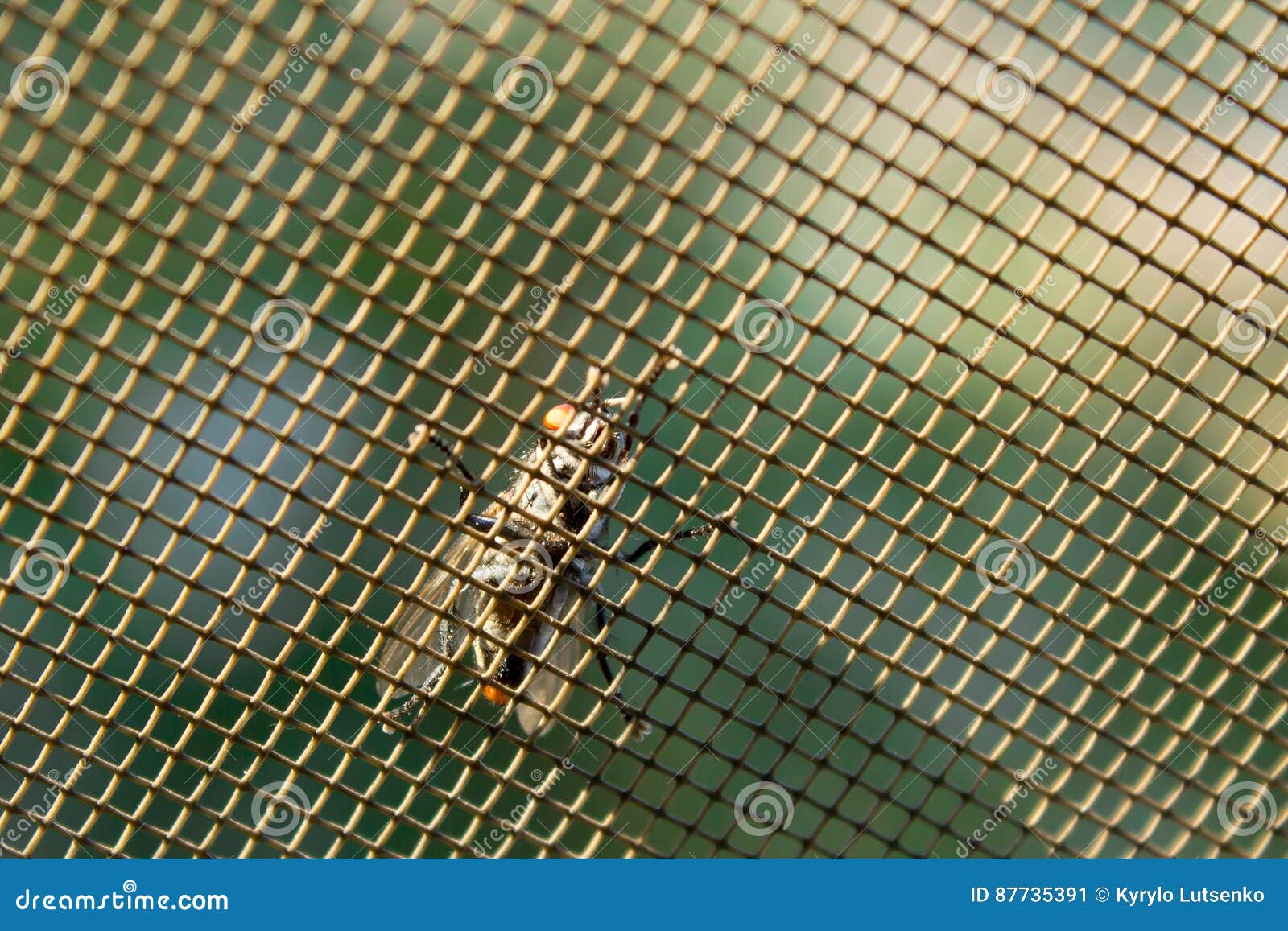 Fly on a mosquito grid stock image. Image of macro, shape - 87735391