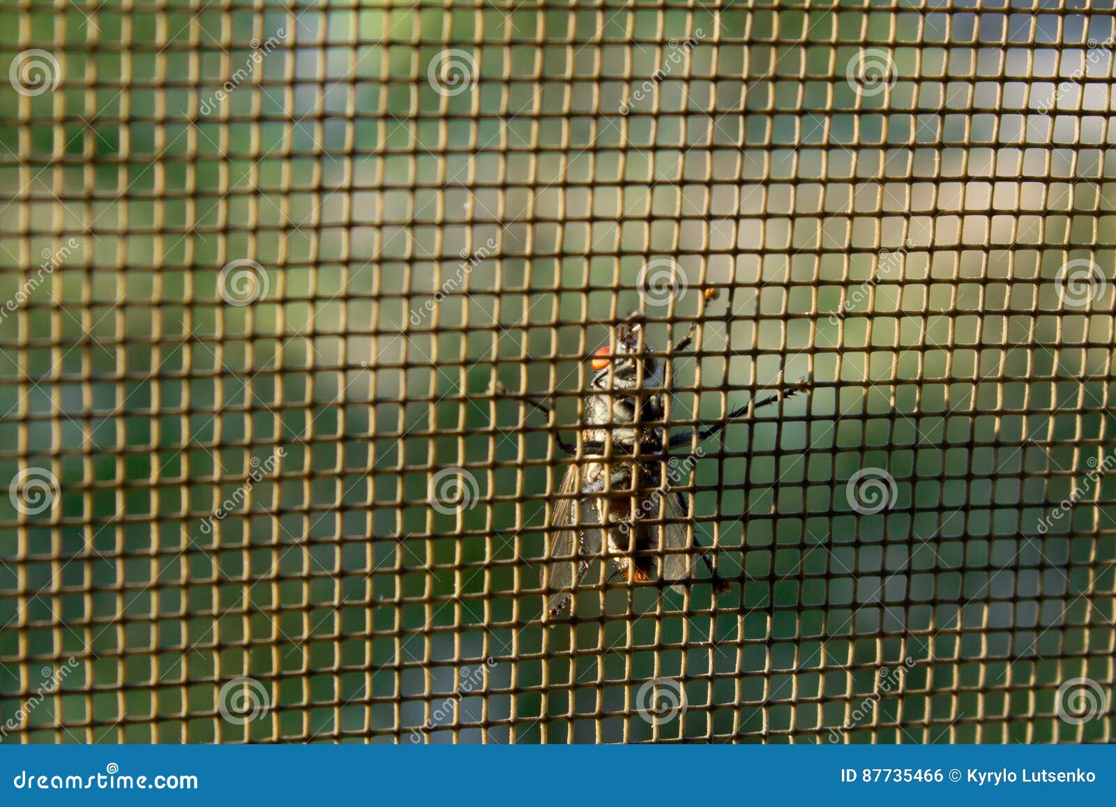 Fly on a mosquito grid stock photo. Image of mosquito - 87735466