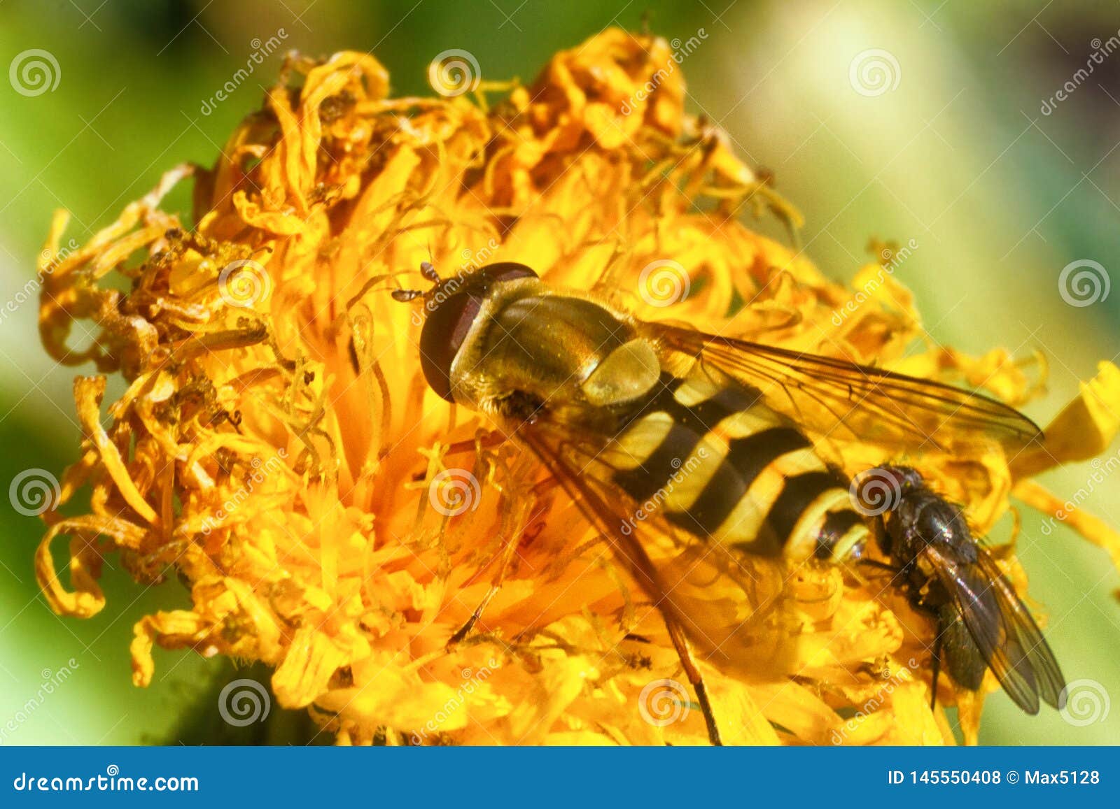 Fly-murmur top view, Macro stock photo. Image of hover - 145550408