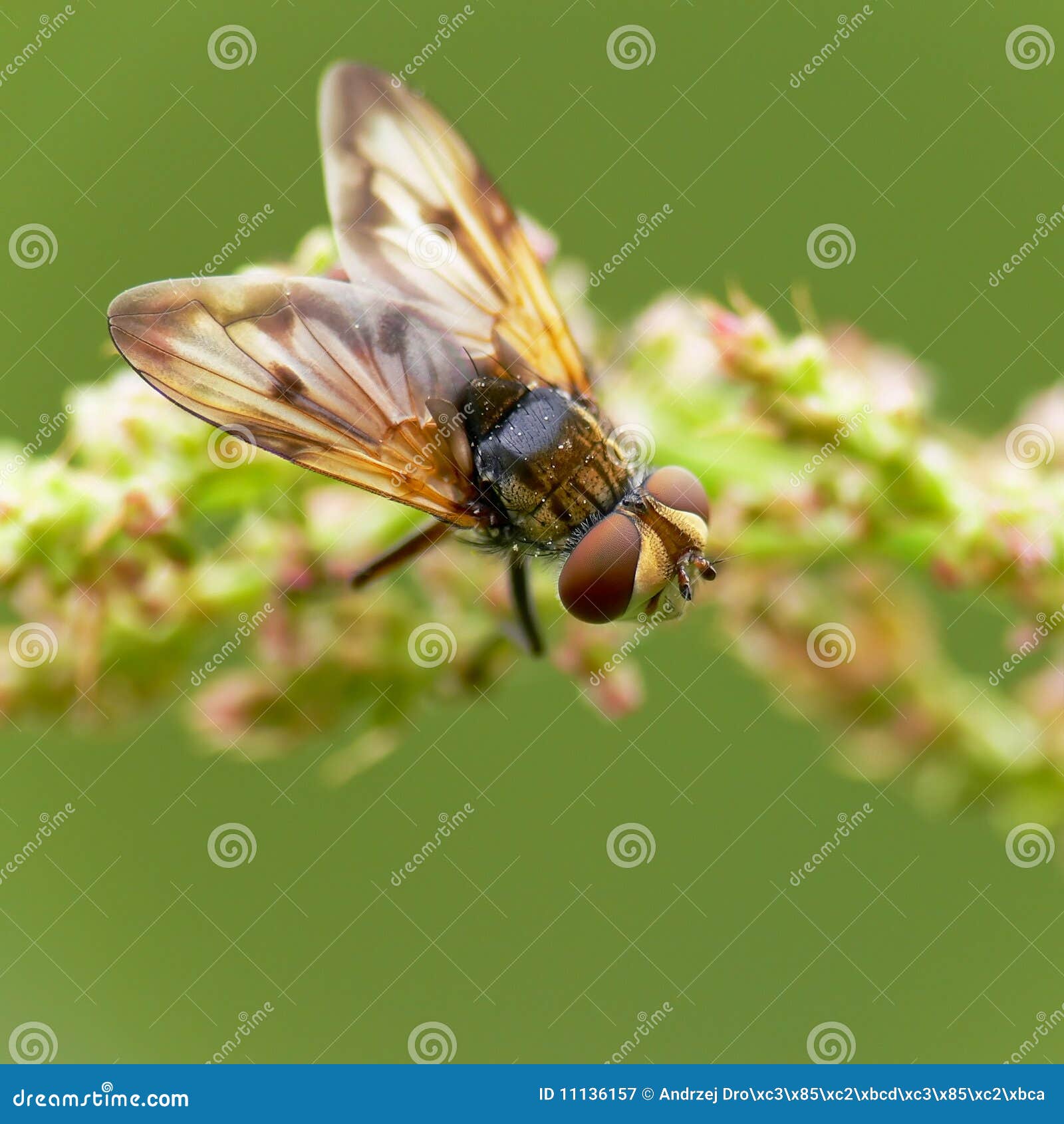 Fly (musca domestica) stock image. Image of eyes, animal - 11136157