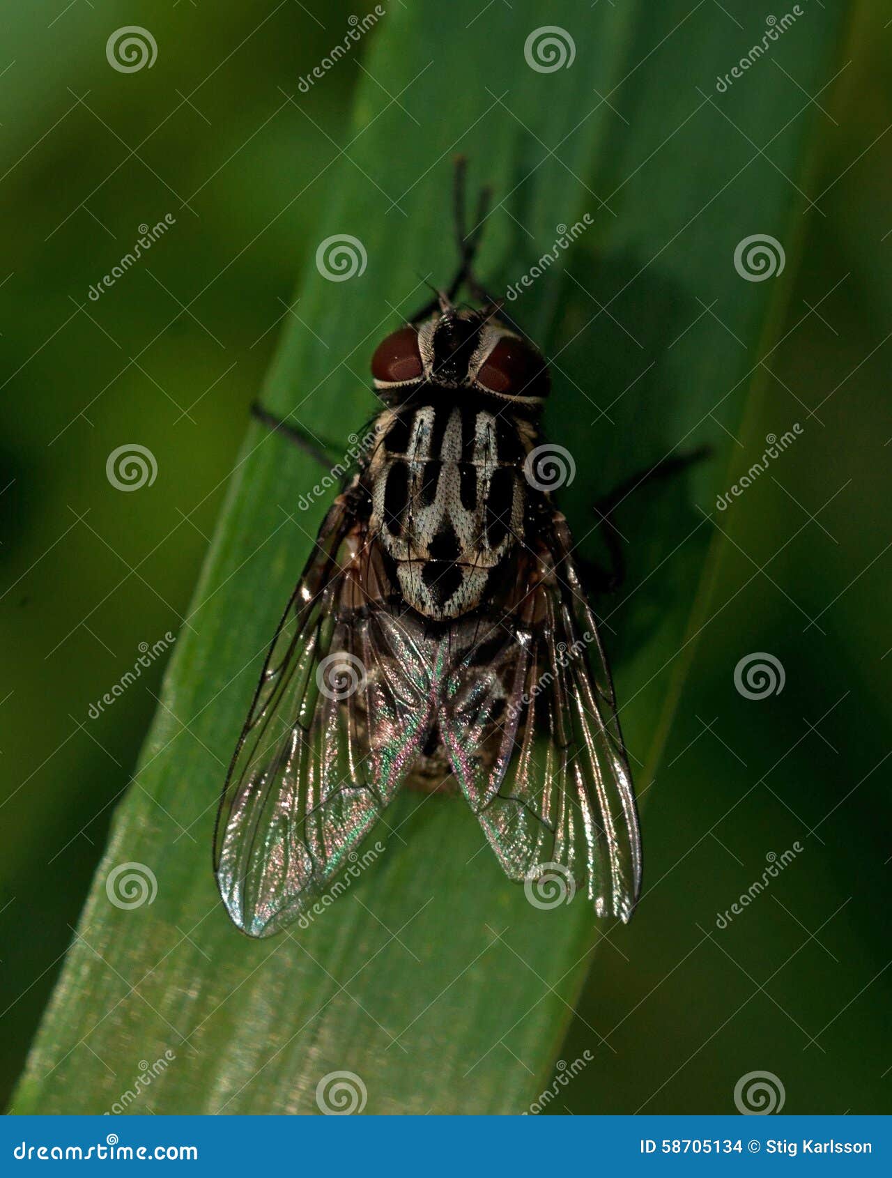 Fly Muscidae Graphomya Maculata Stock Photo - Image of nature, insects ...