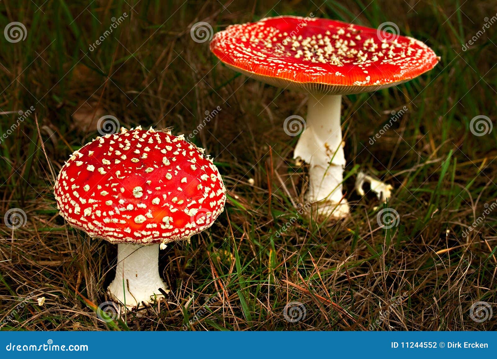 Fly Mushrooms Autumn Fall Toadstool Stock Photo - Image of autumn ...