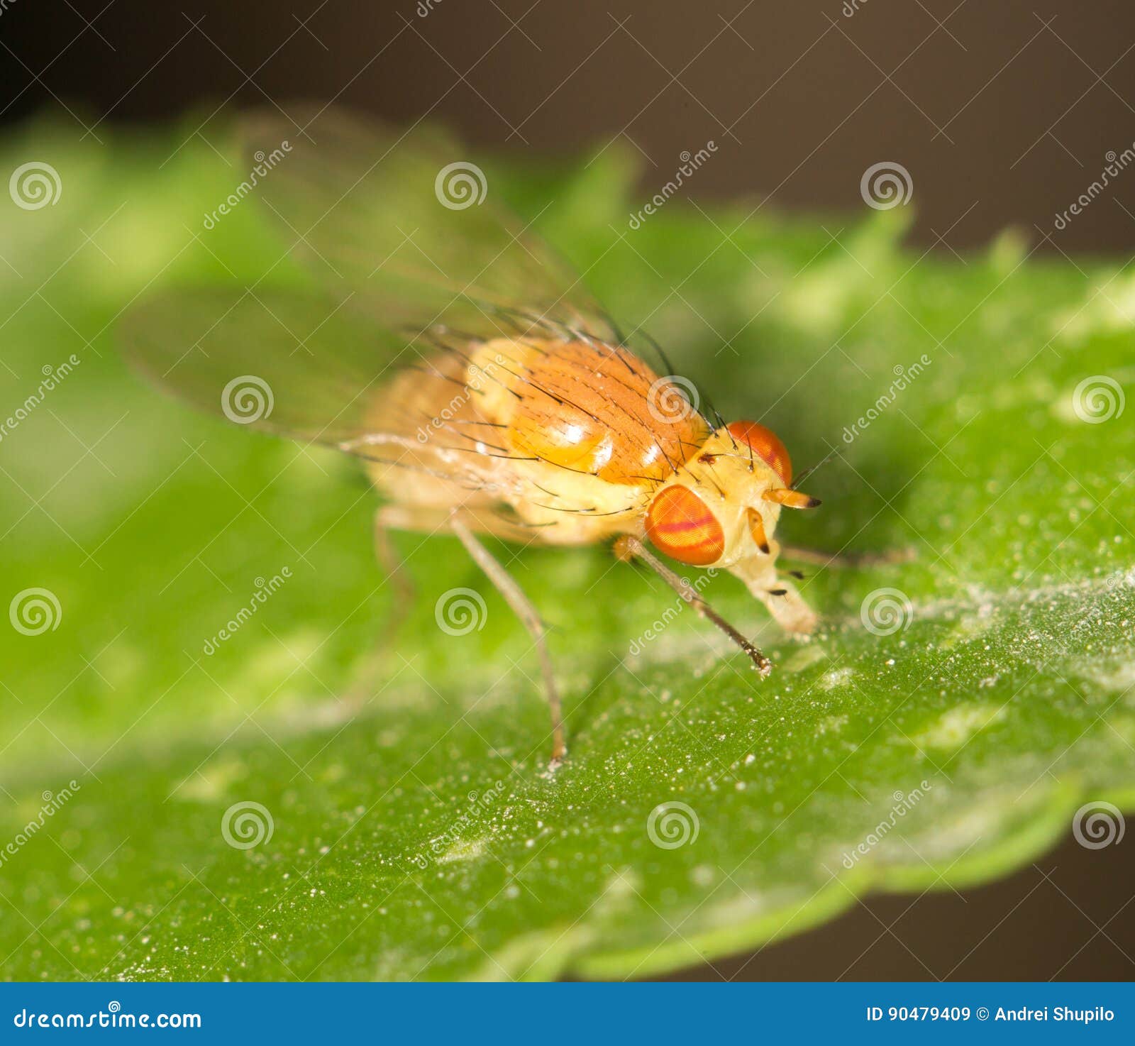 Fly in nature. close stock image. Image of macro, small - 90479409