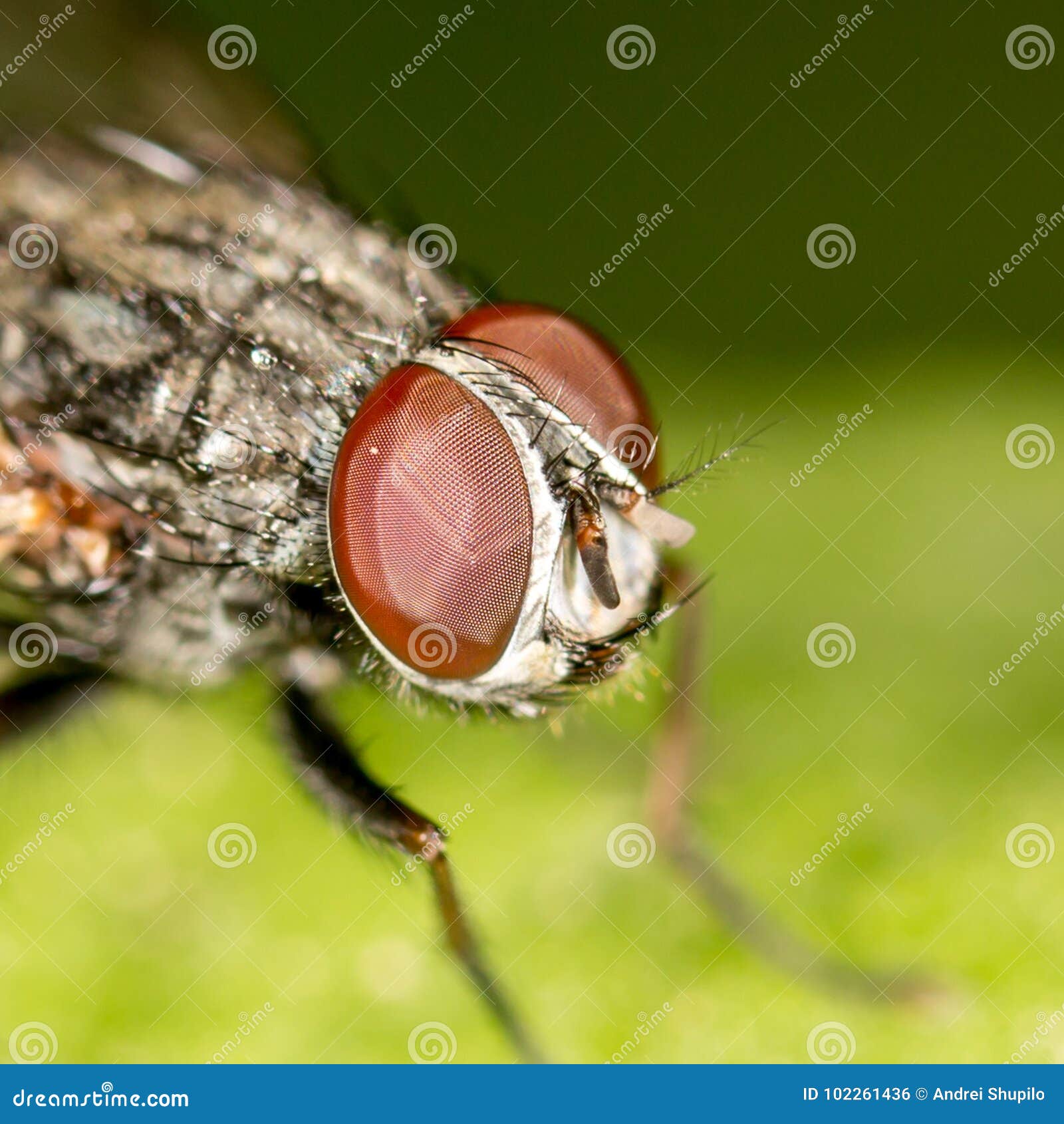 Fly in nature. close-up stock photo. Image of wild, background - 102261436