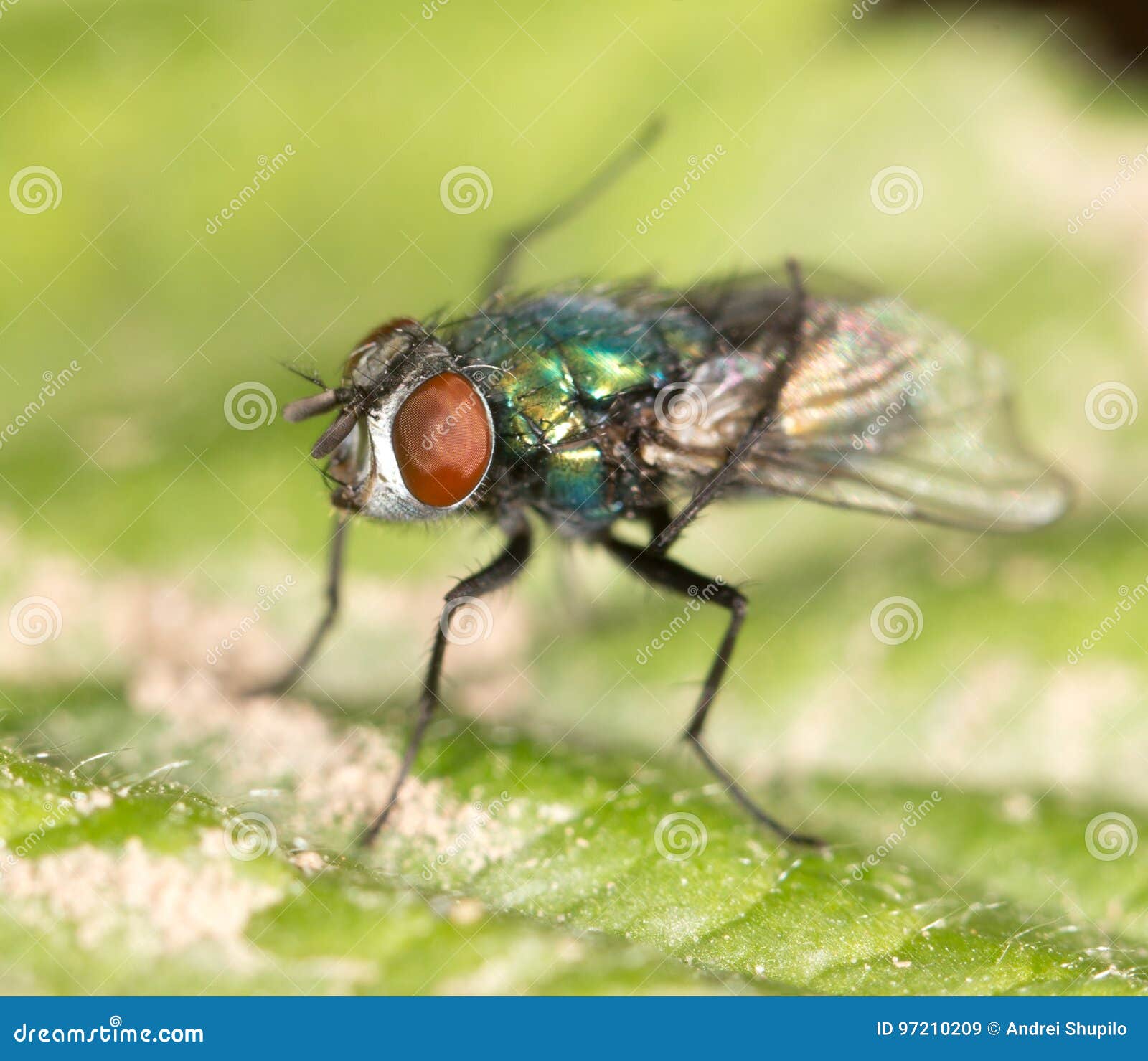 Fly in nature. close-up stock image. Image of wildlife - 97210209