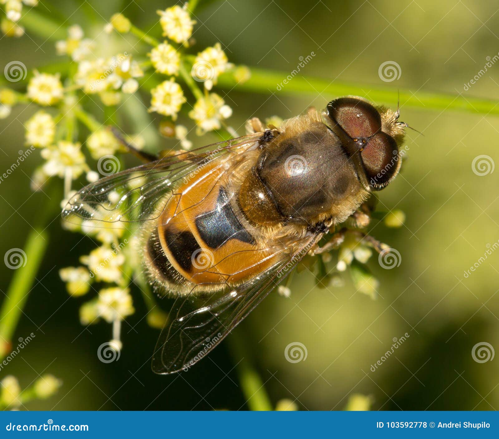 Fly in nature. macro stock photo. Image of close, colour - 103592778