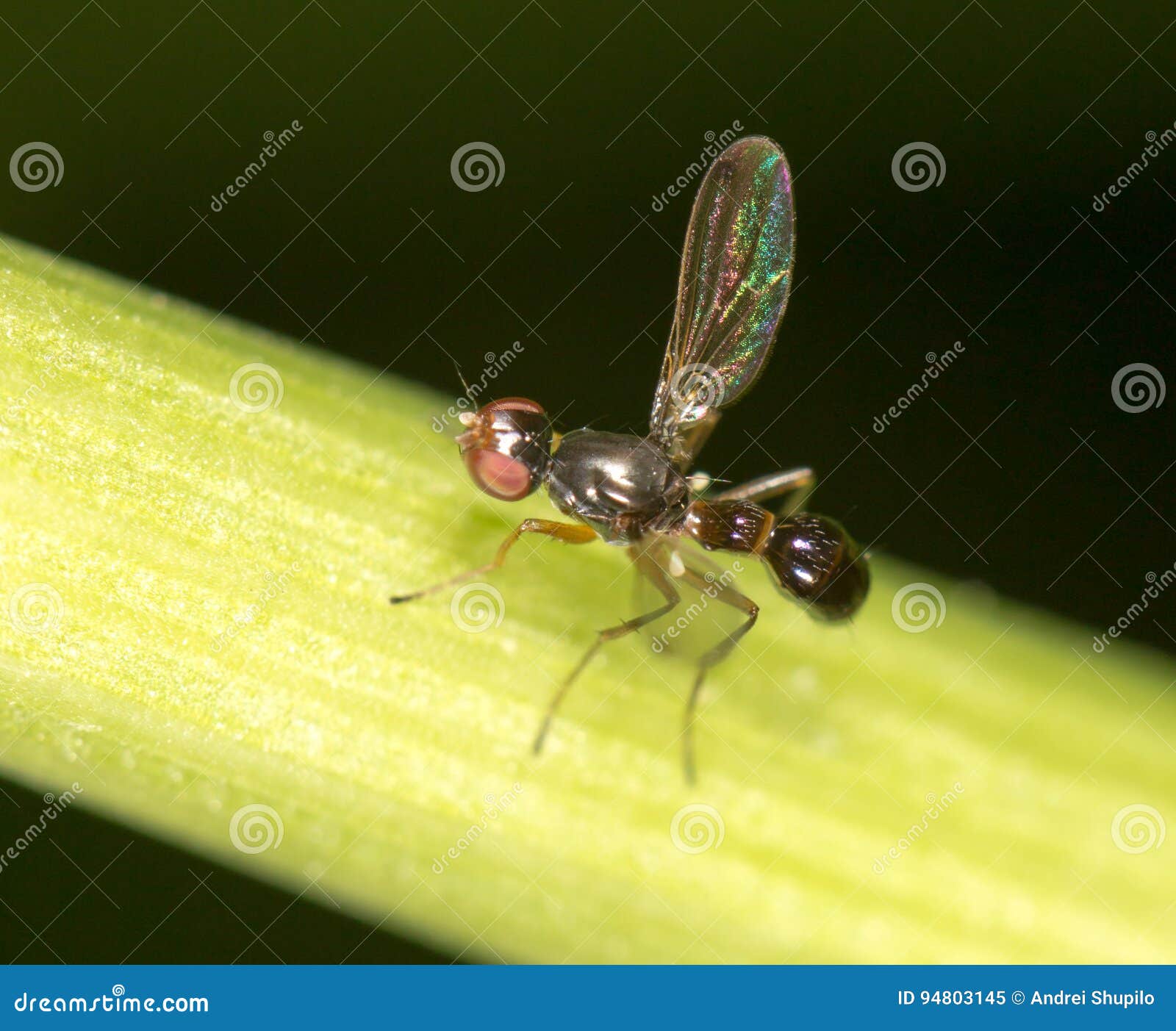 Fly in nature. marco stock image. Image of insect, damselfly - 94803145