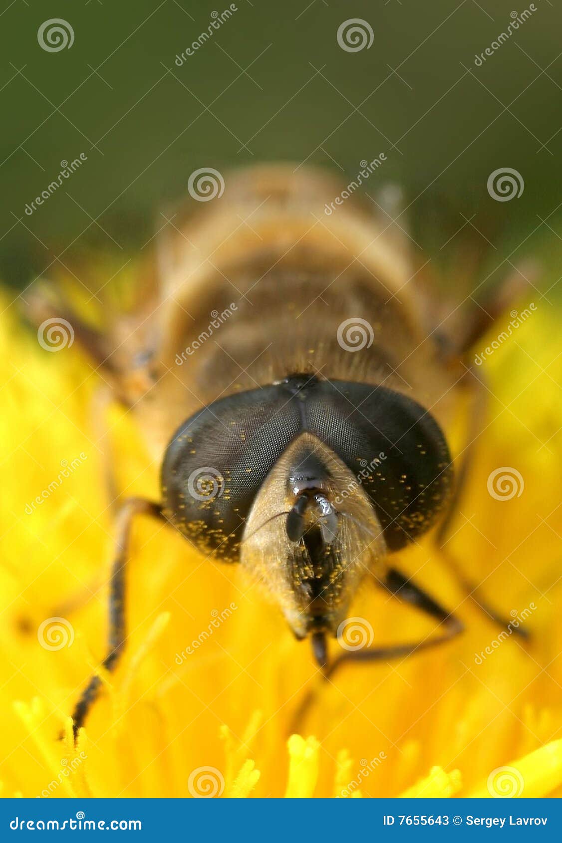 Fly and nectar stock image. Image of hairy, flower, honey - 7655643