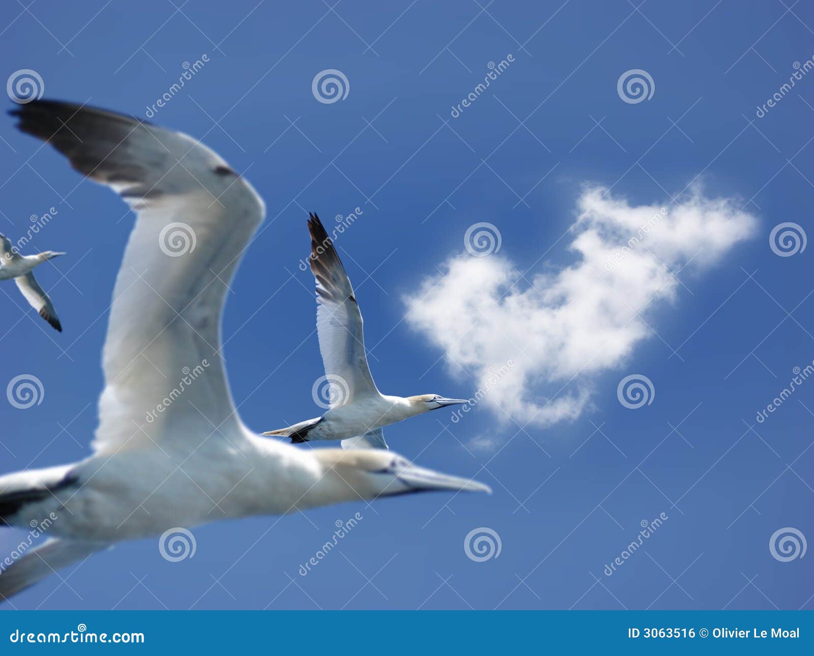 Fly of northern gannets stock photo. Image of northern - 3063516