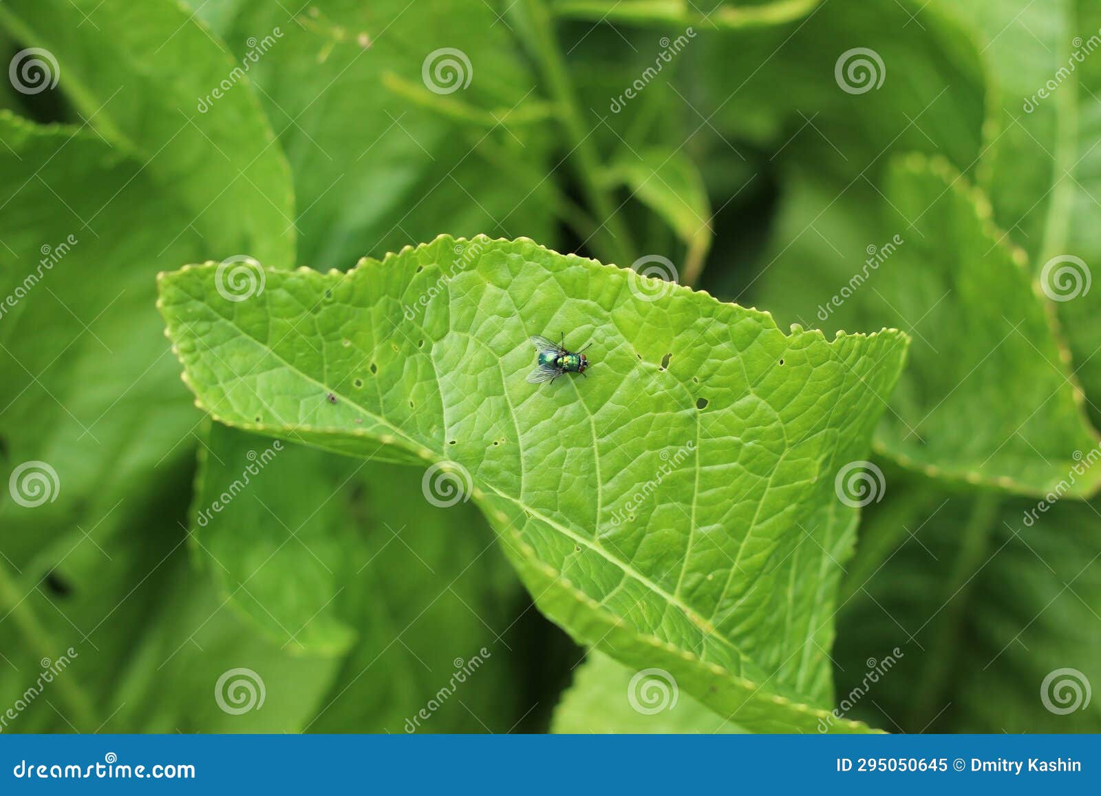 A fly is not flying stock image. Image of grass, flower - 295050645