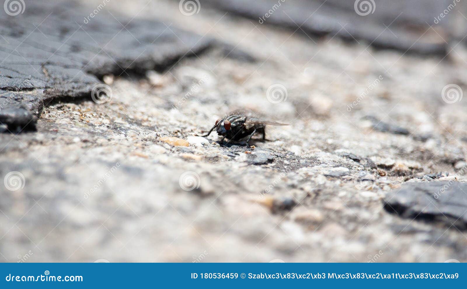 Fly on an Old Concrete Slab Stock Image - Image of house, grey: 180536459