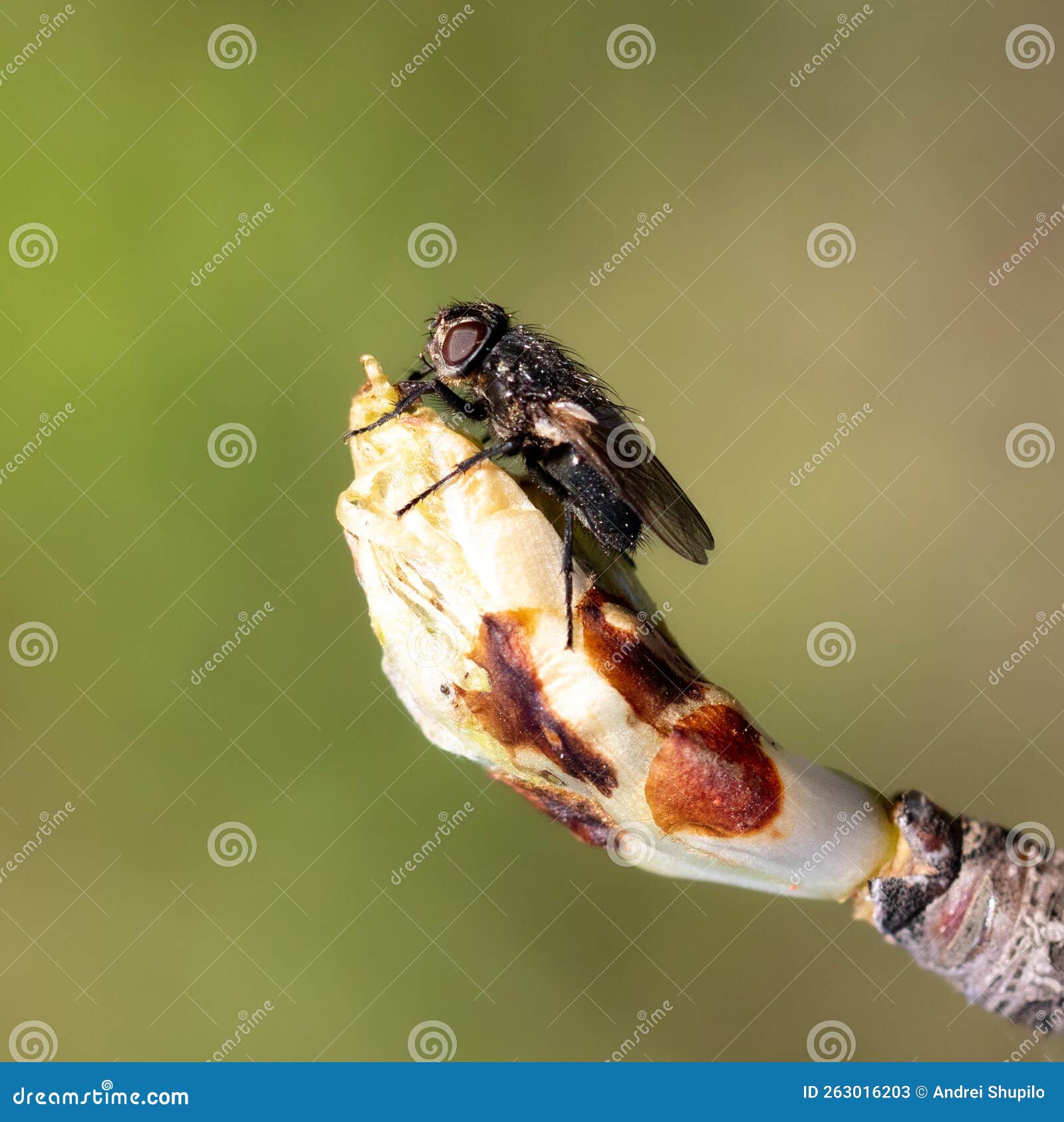 Fly on the Opening Bud of a Tree. Stock Image - Image of tree, macro ...