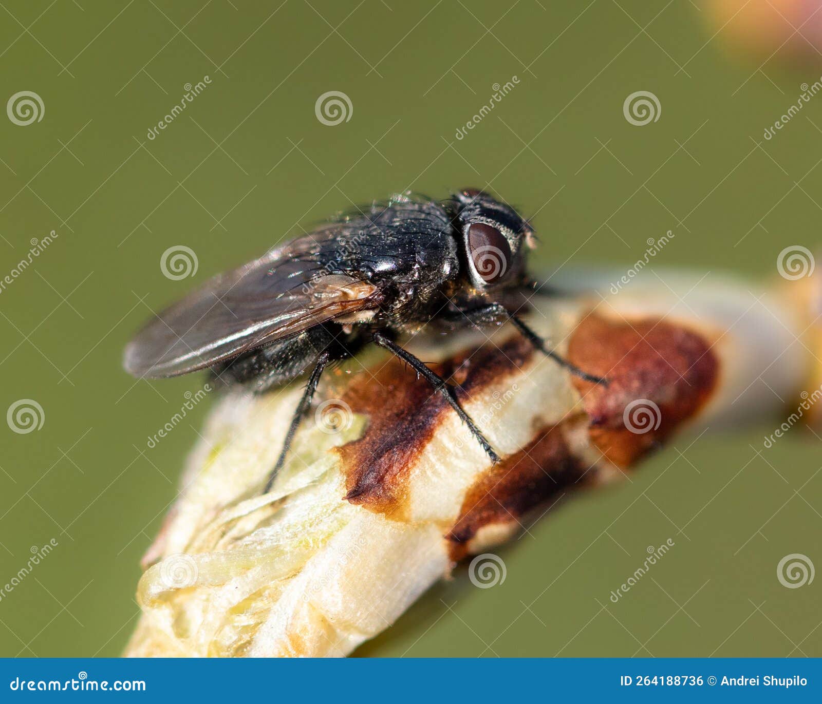 Fly on the Opening Bud of a Tree. Stock Photo - Image of nectar, white ...