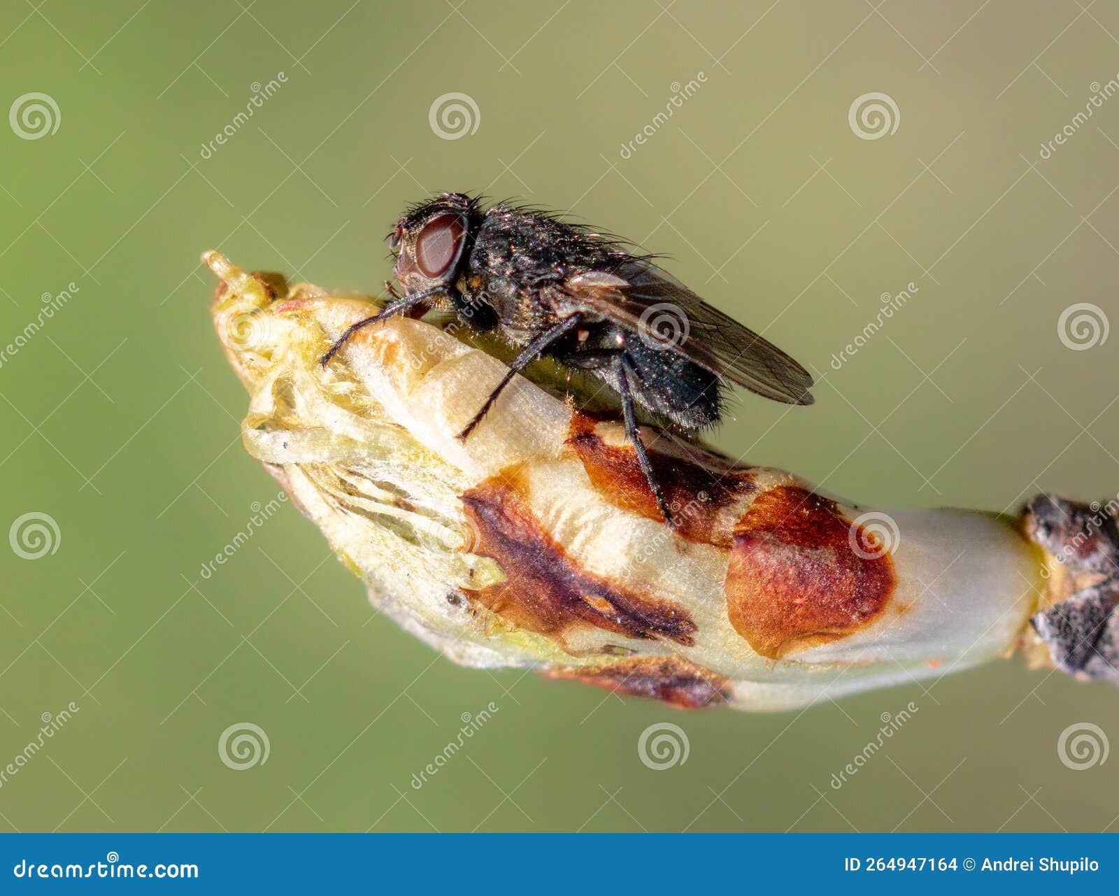 Fly on the Opening Bud of a Tree. Stock Photo - Image of bloom, closeup ...