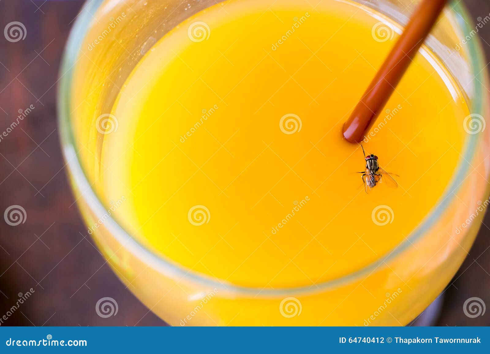 Fly in orange juice glass stock photo. Image of small - 64740412