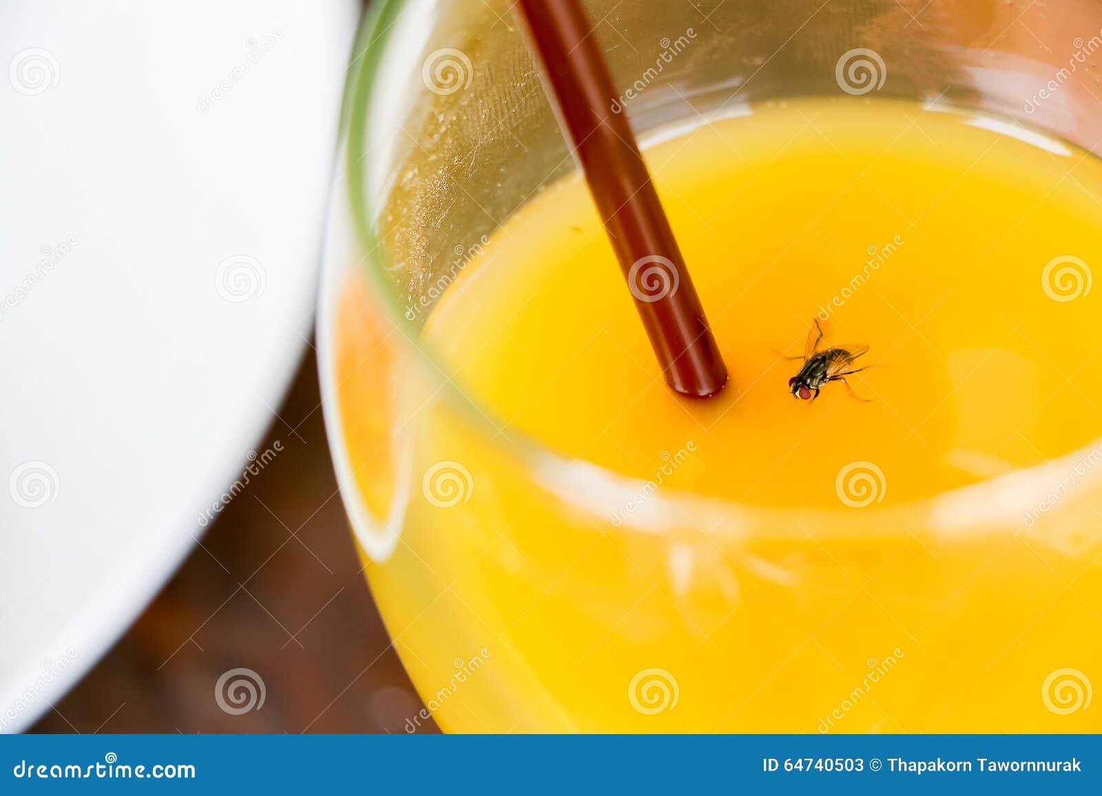 Fly in orange juice glass stock image. Image of glass - 64740503