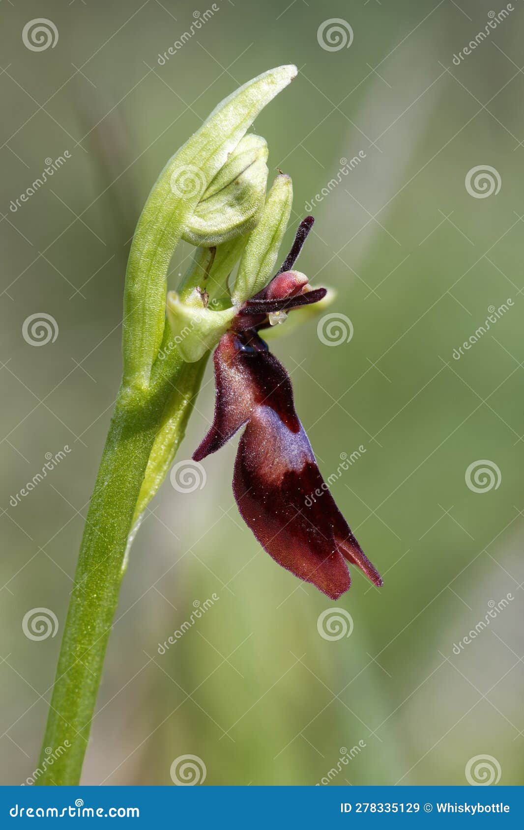 Fly Orchid stock image. Image of britain, orchid, wildflower - 278335129
