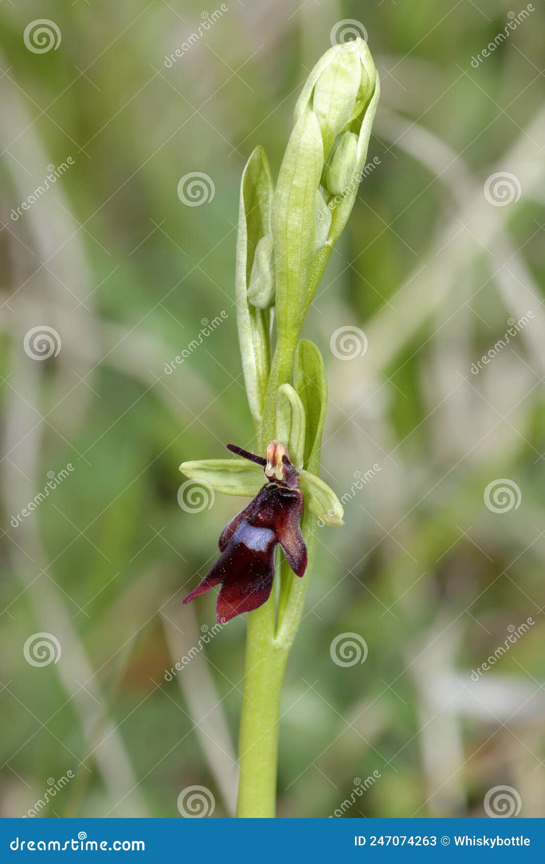 Fly Orchid stock image. Image of small, wildflower, vertical - 247074263